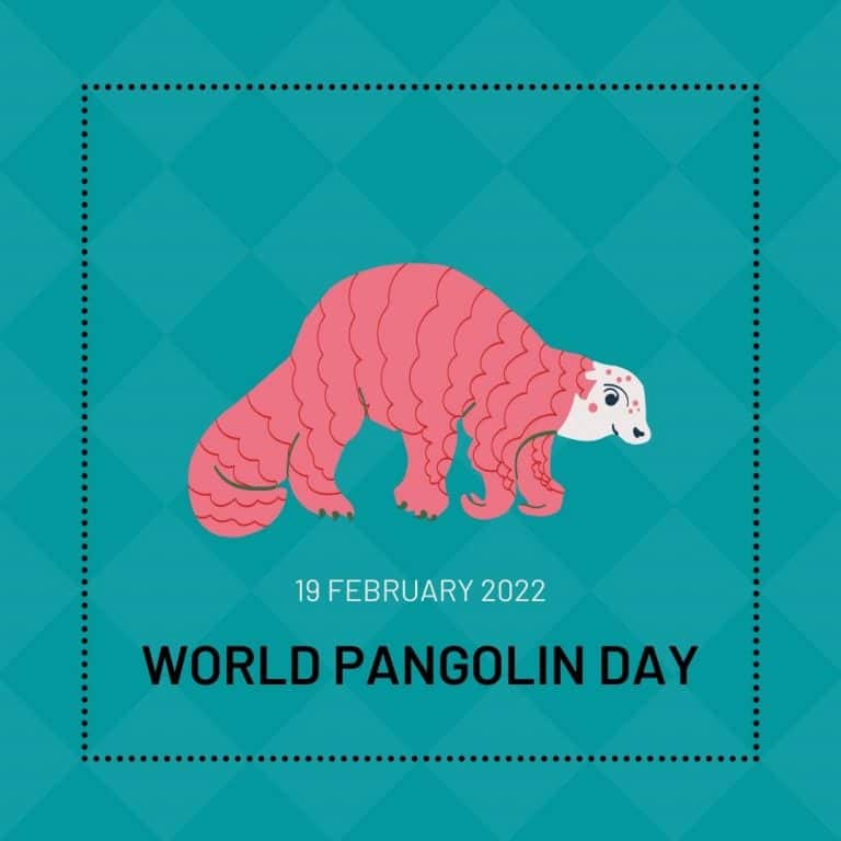 World Pangolin Awareness Day - Busy Busy Learning