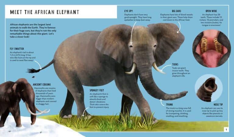 African Elephant (Young Zoologist) - Busy Busy Learning