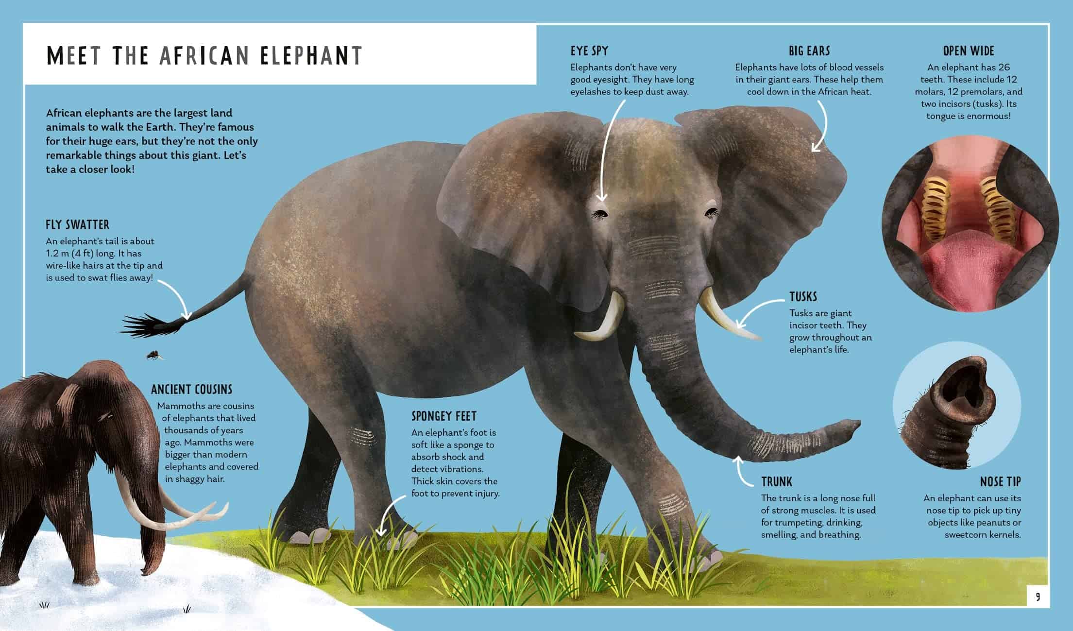 African Elephant (Young Zoologist) - Busy Busy Learning