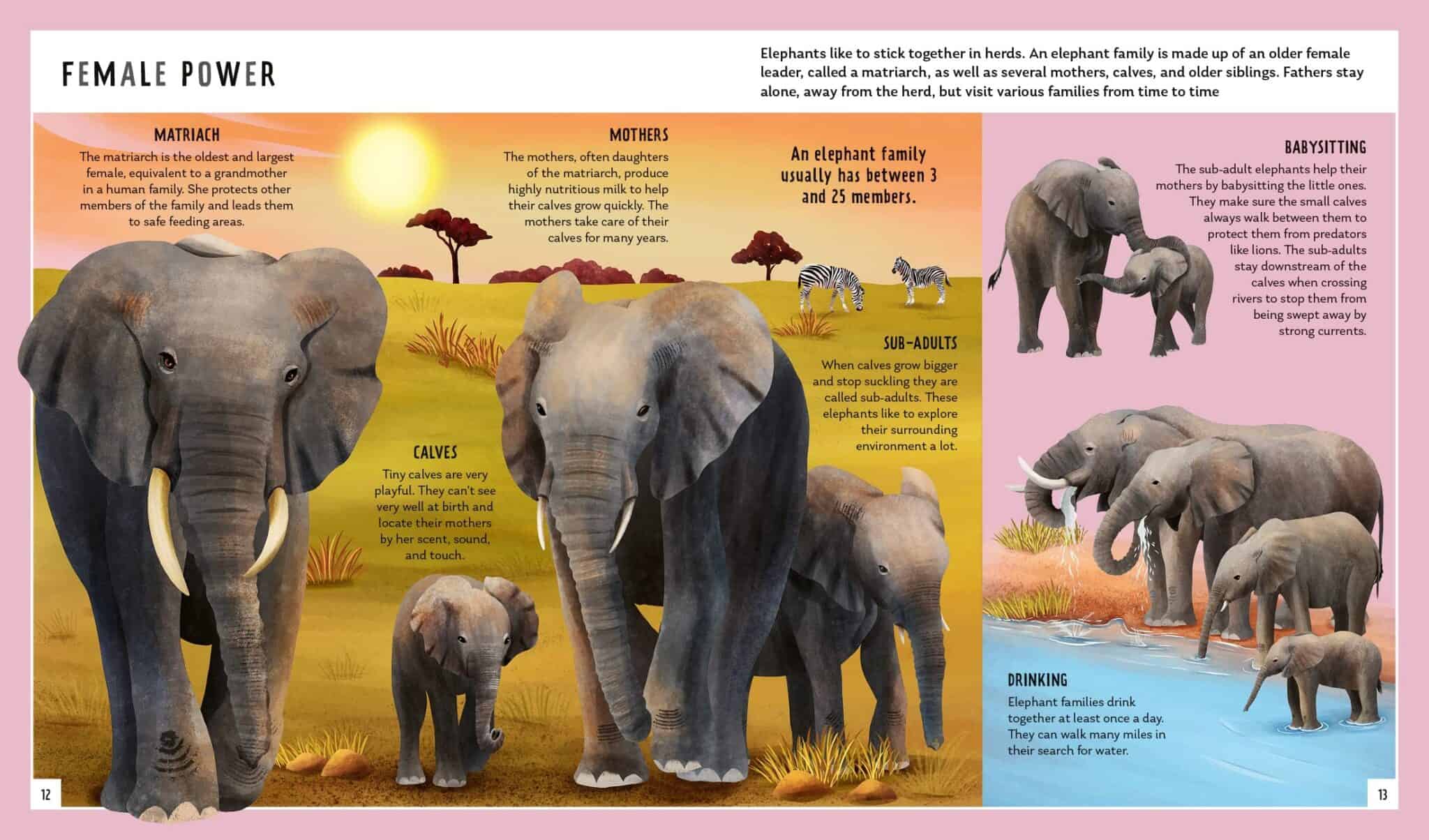 African Elephant (Young Zoologist) - Busy Busy Learning
