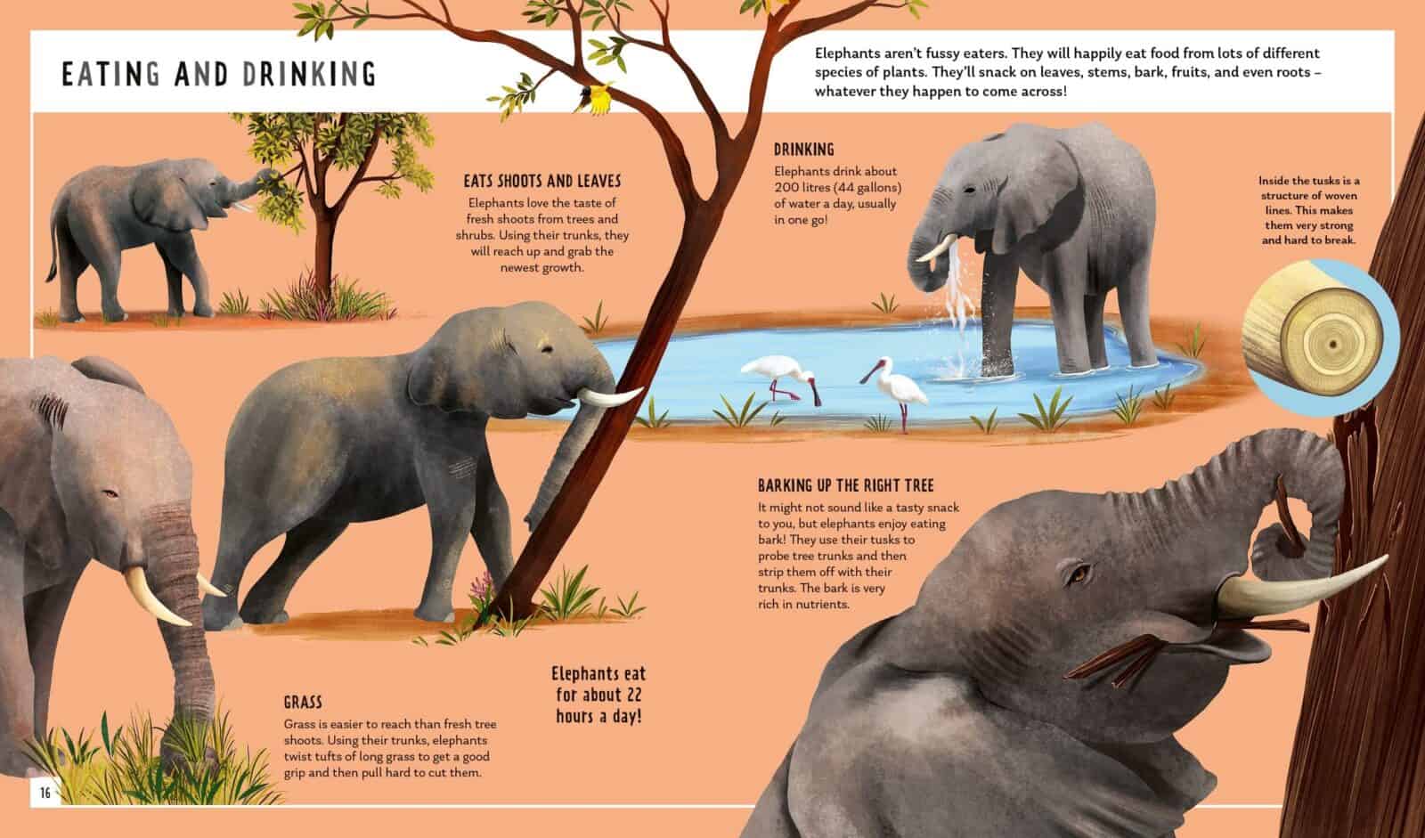 African Elephant (Young Zoologist) - Busy Busy Learning