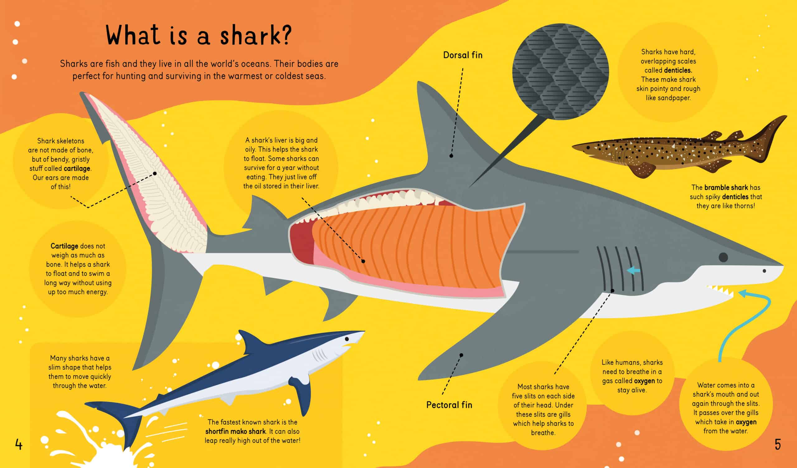 Sharks! Sharks! Sharks! by Susan Martineau and Vicky Barker - Busy Busy ...