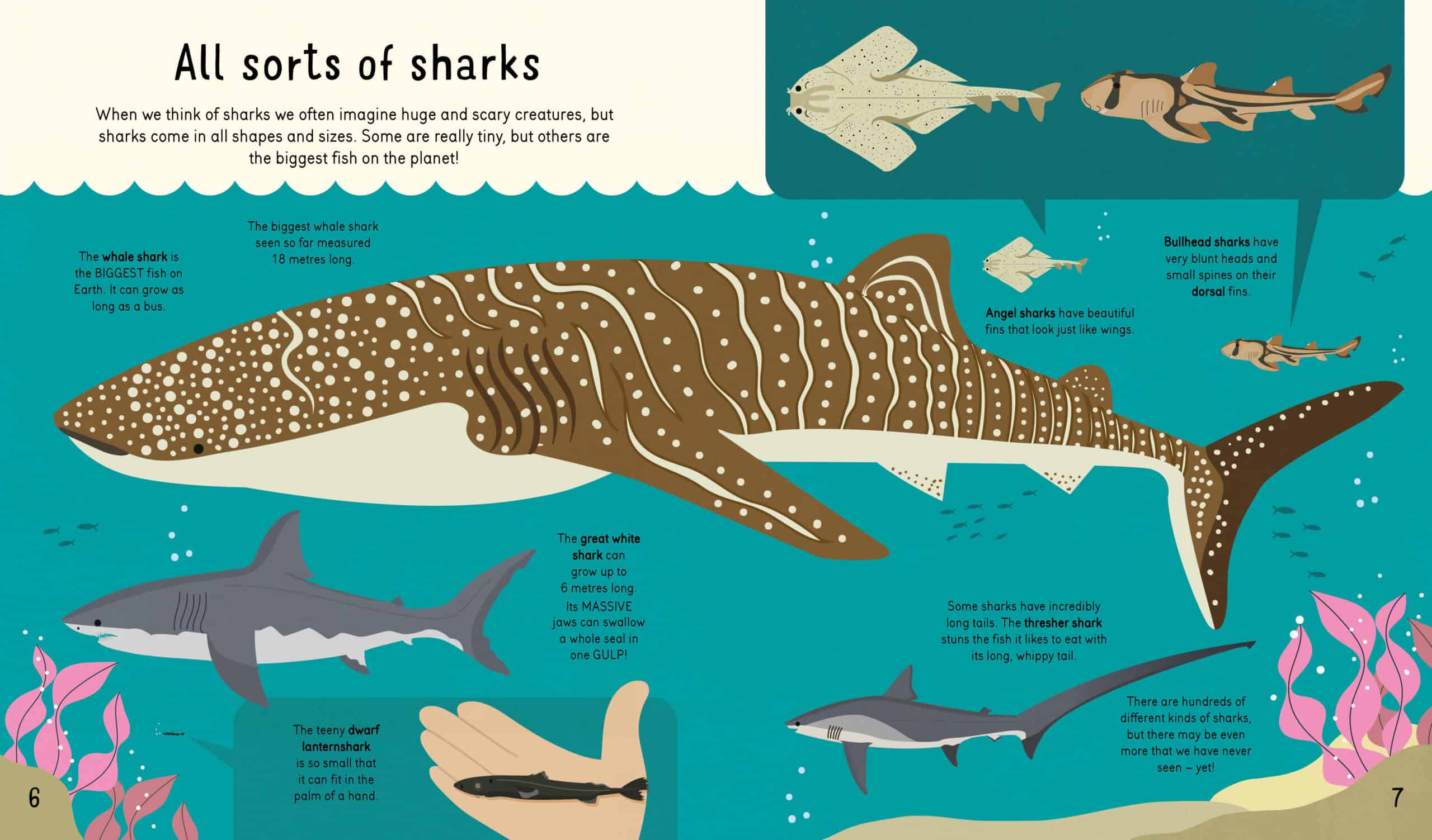 Sharks! Sharks! Sharks! by Susan Martineau and Vicky Barker - Busy Busy ...