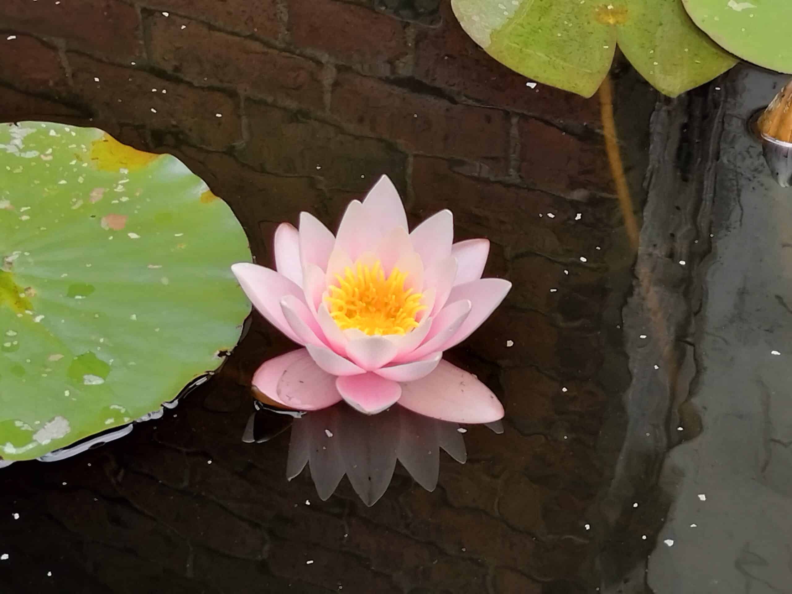 Daisy and Jack’s Perfect Pond by Rachel Lawston and Beatriz Castro