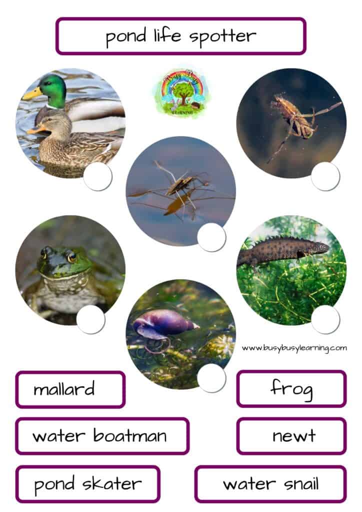 Exploring Nature with Children in January Resources - National Penguin Day