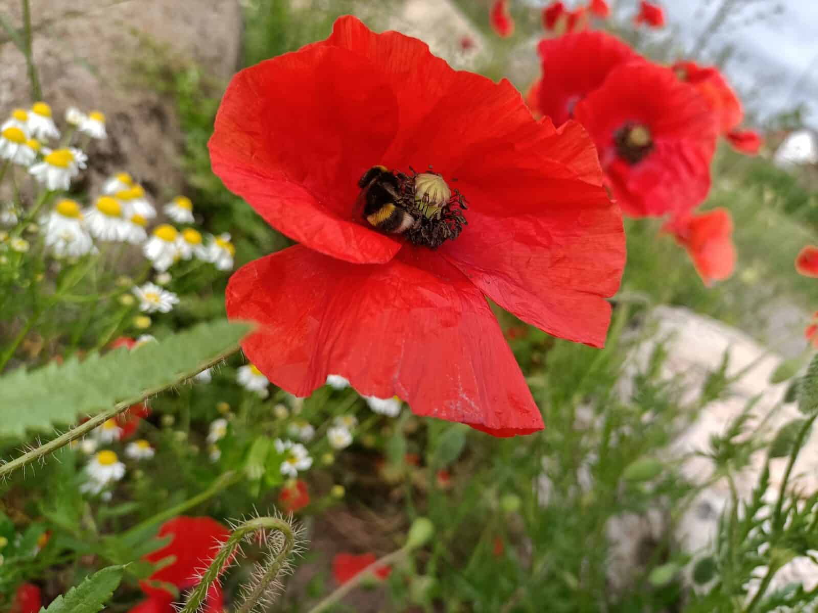 Remembrance Day Activities including Macrame Poppy Craft Art - Busy ...